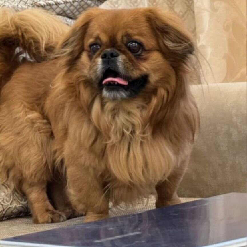 Пекинес в добрые руки