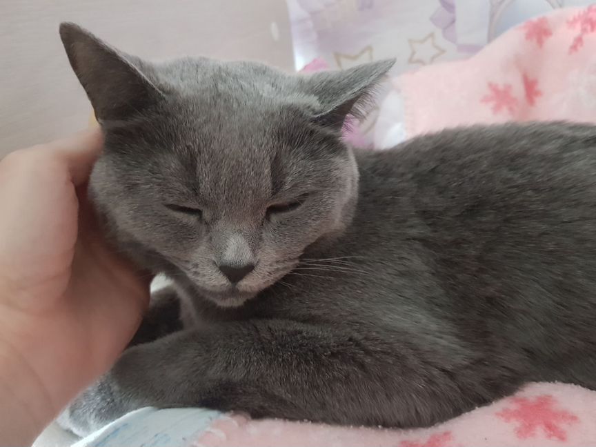 Отдам в добрые руки