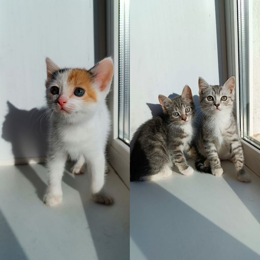 Котята в добрые руки