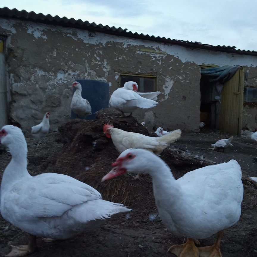 Индоутки племенные