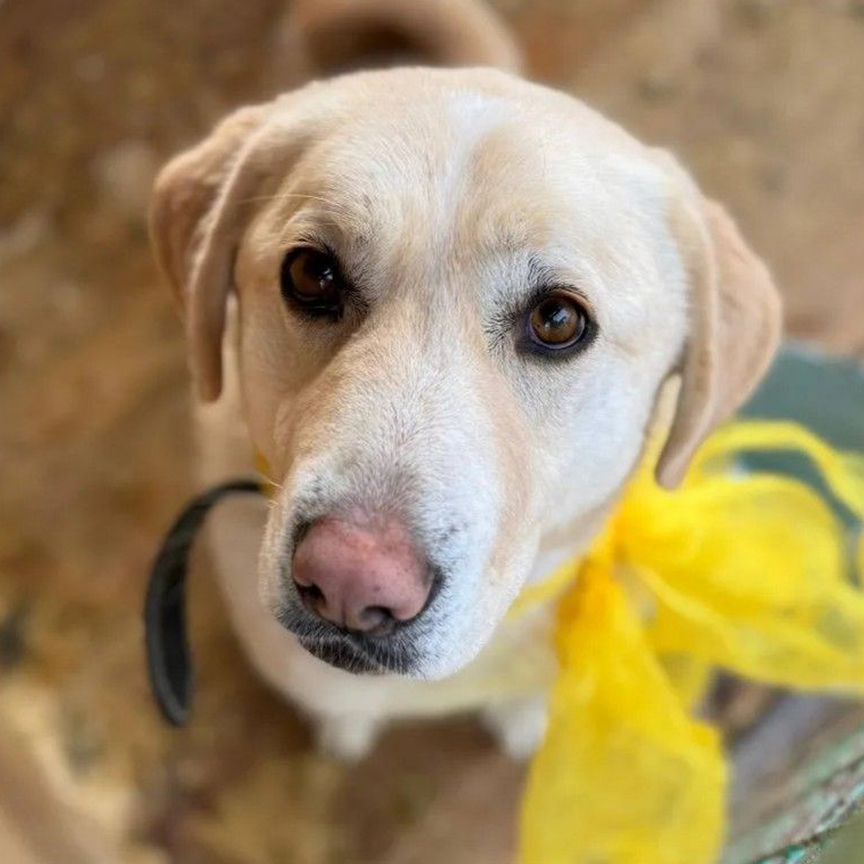 Взрослая собака в добрые руки