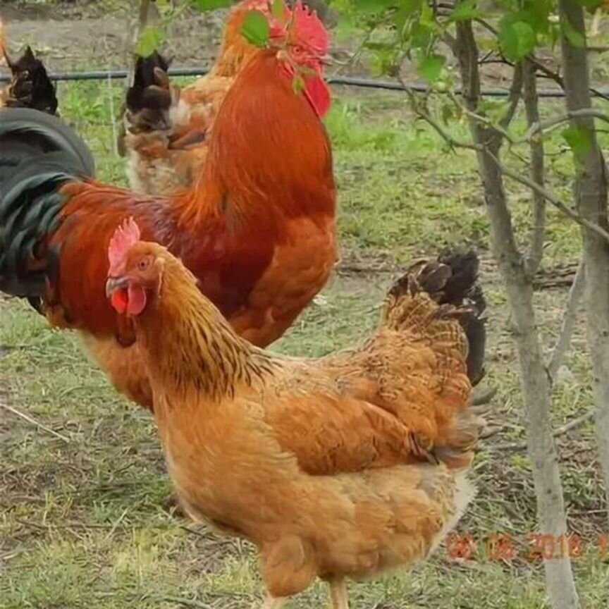Куры молодки домашние