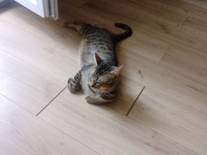 Отдам бесплатно кота и кошку