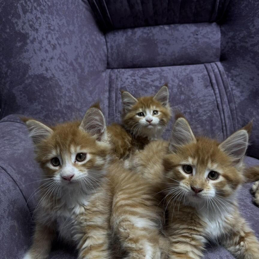 Котята майн-кун