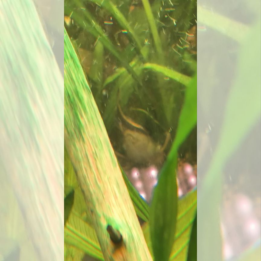 Платидорас