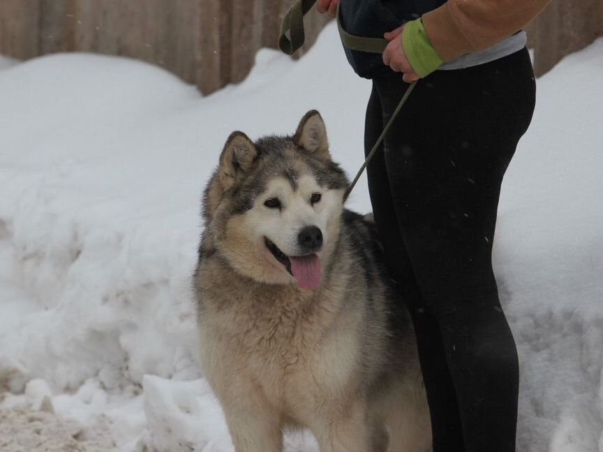 Усыпить или спасти