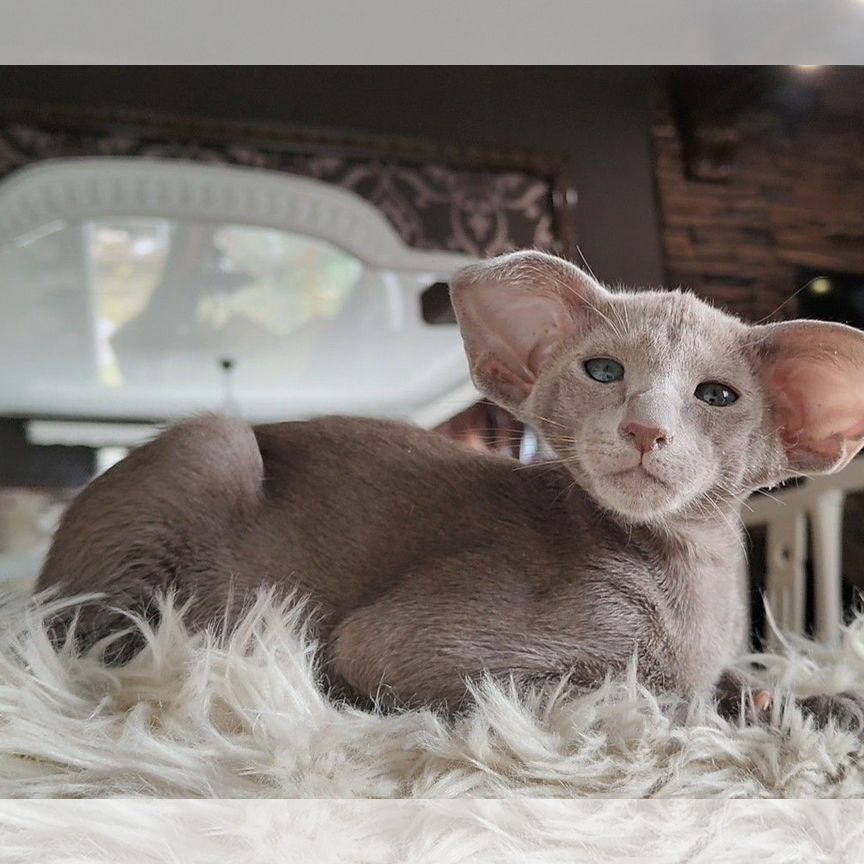 Ориентальный котёнок