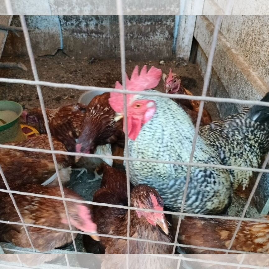 Куры несушки