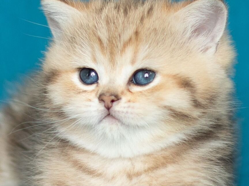 Британская шиншилла