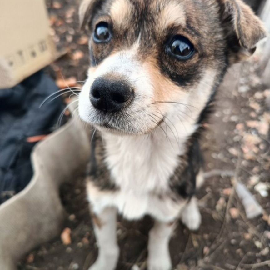 Щенок в добрые руки