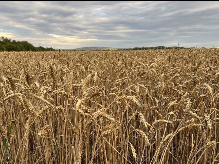 Зерно пщеница