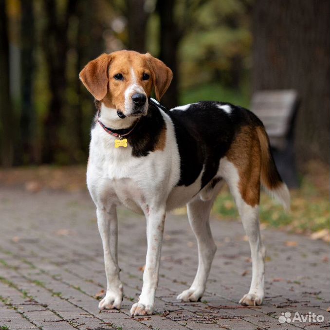 Собака в добрые руки. Гордей прода гончая