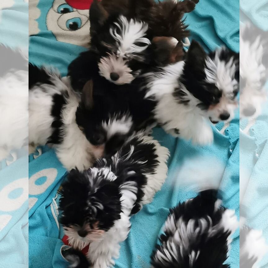 Бивер-йоркширский терьер, щенок