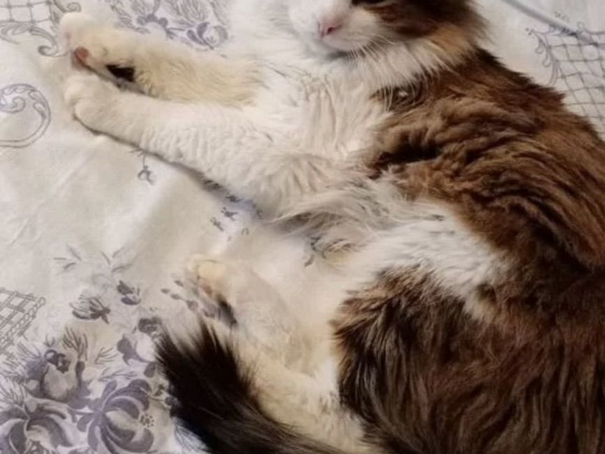 Кот трехцветный в добрые руки