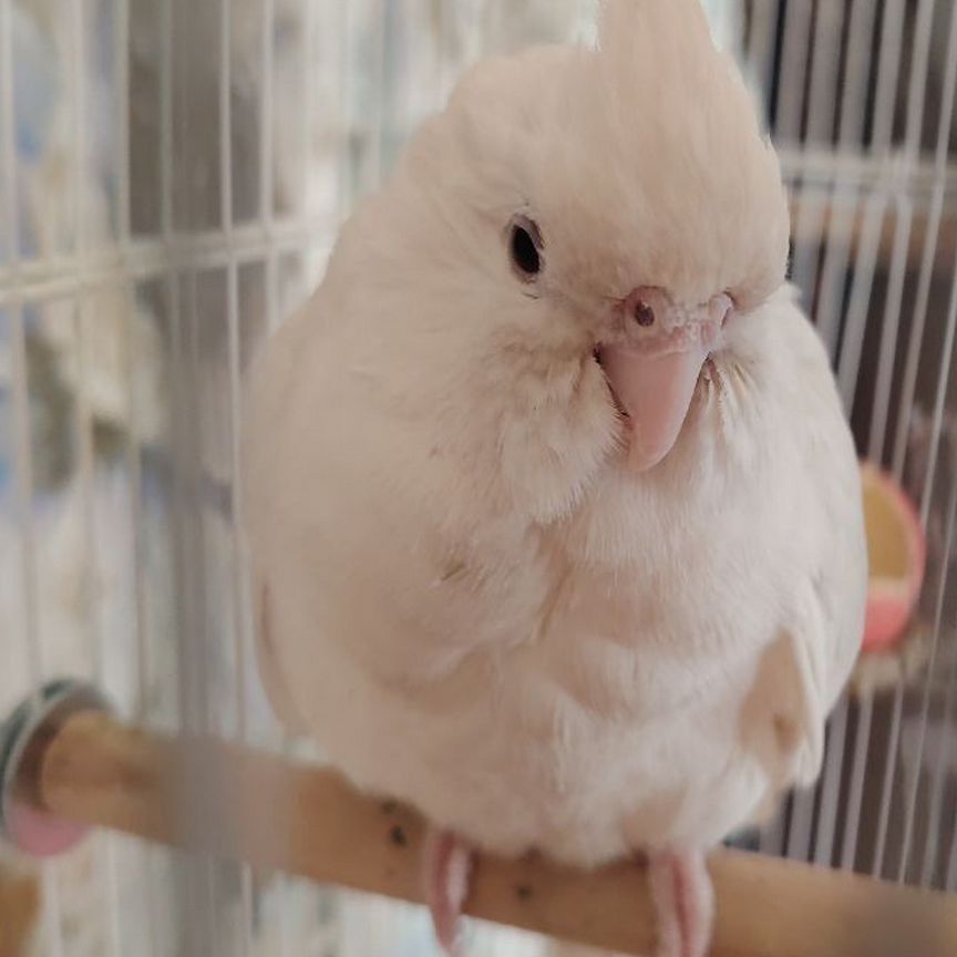 Попугай корелла