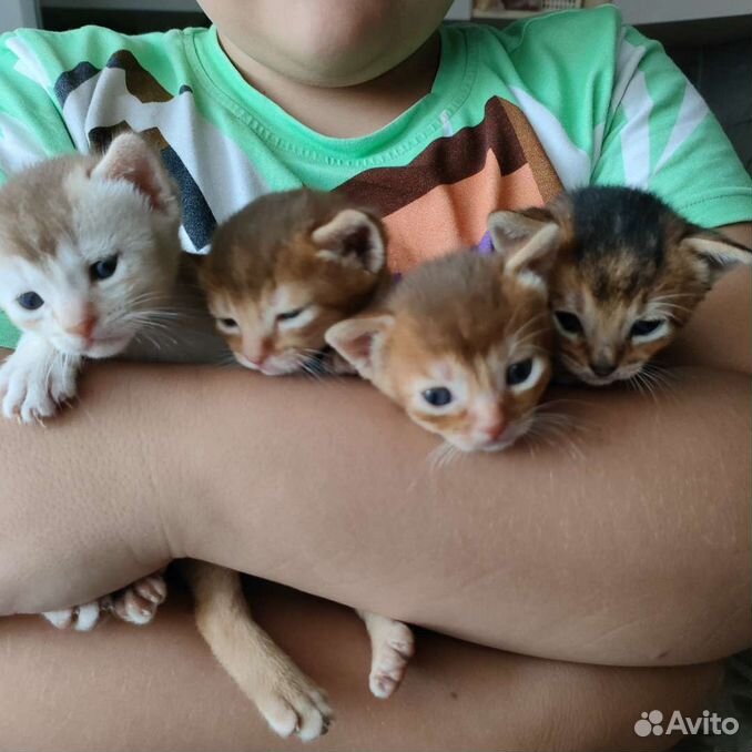 Абиссинские котята