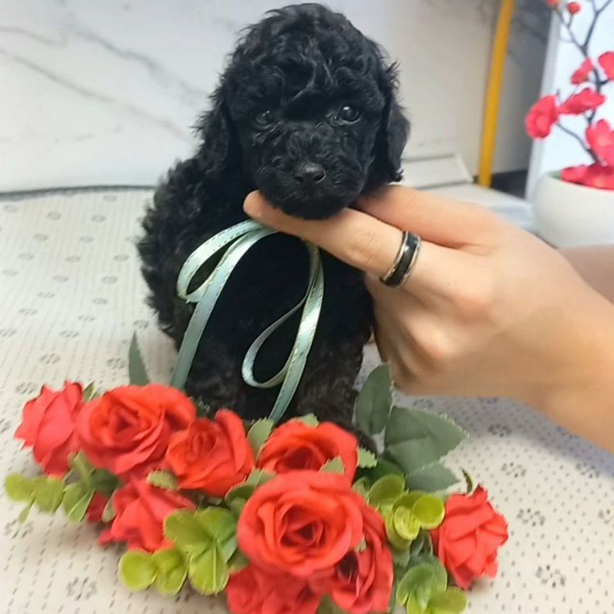 Той-пудель, щенок