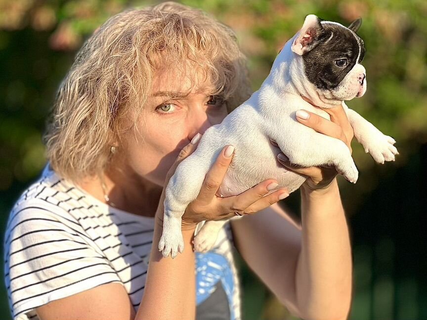 Щенок французского бульдога