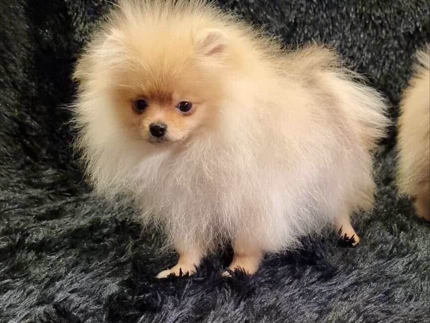 Крошка мини шпиц