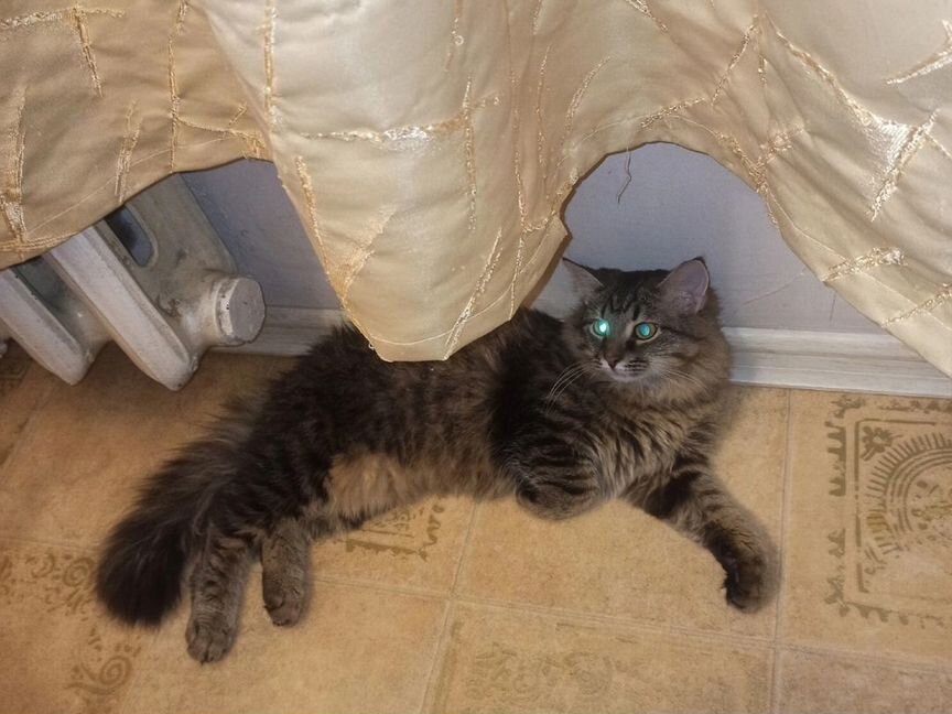 Котик ищет дом