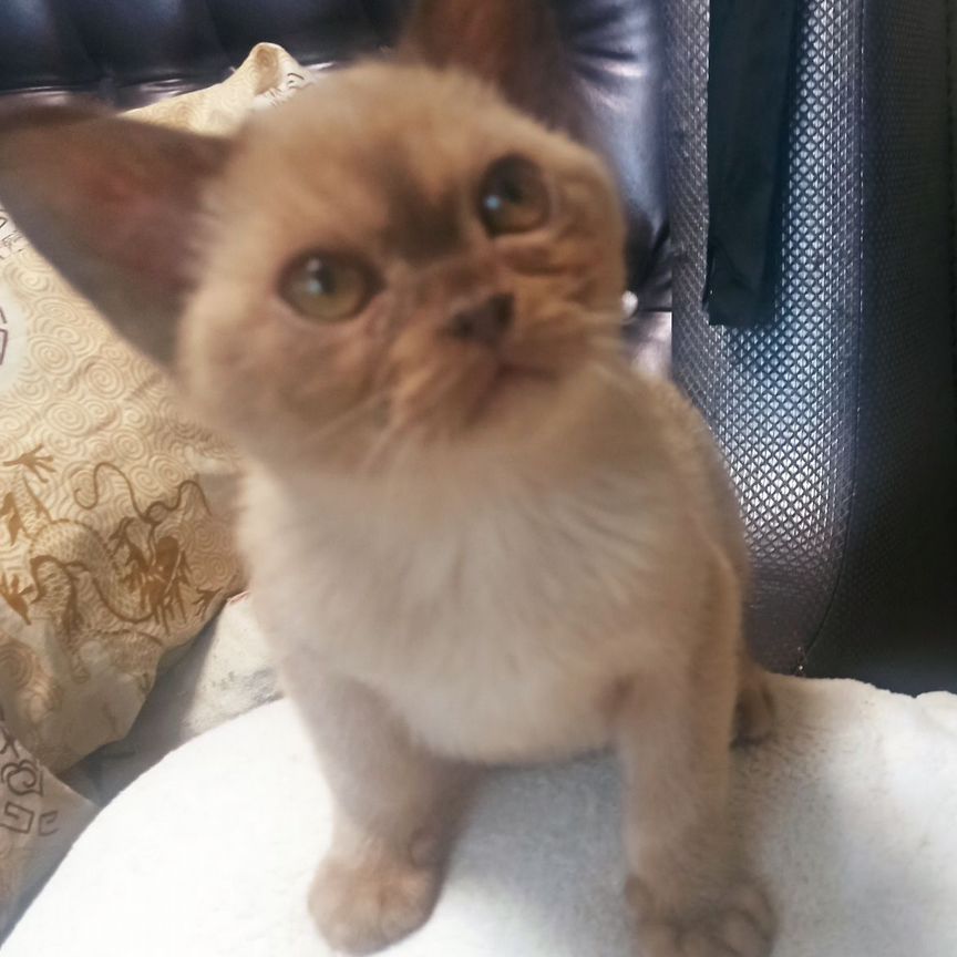 Европейский бурманский котёнок