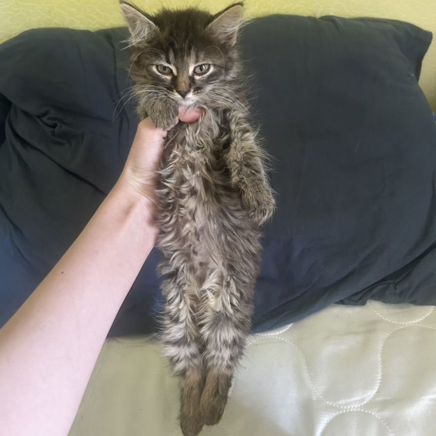 Мейн-кун котёнок