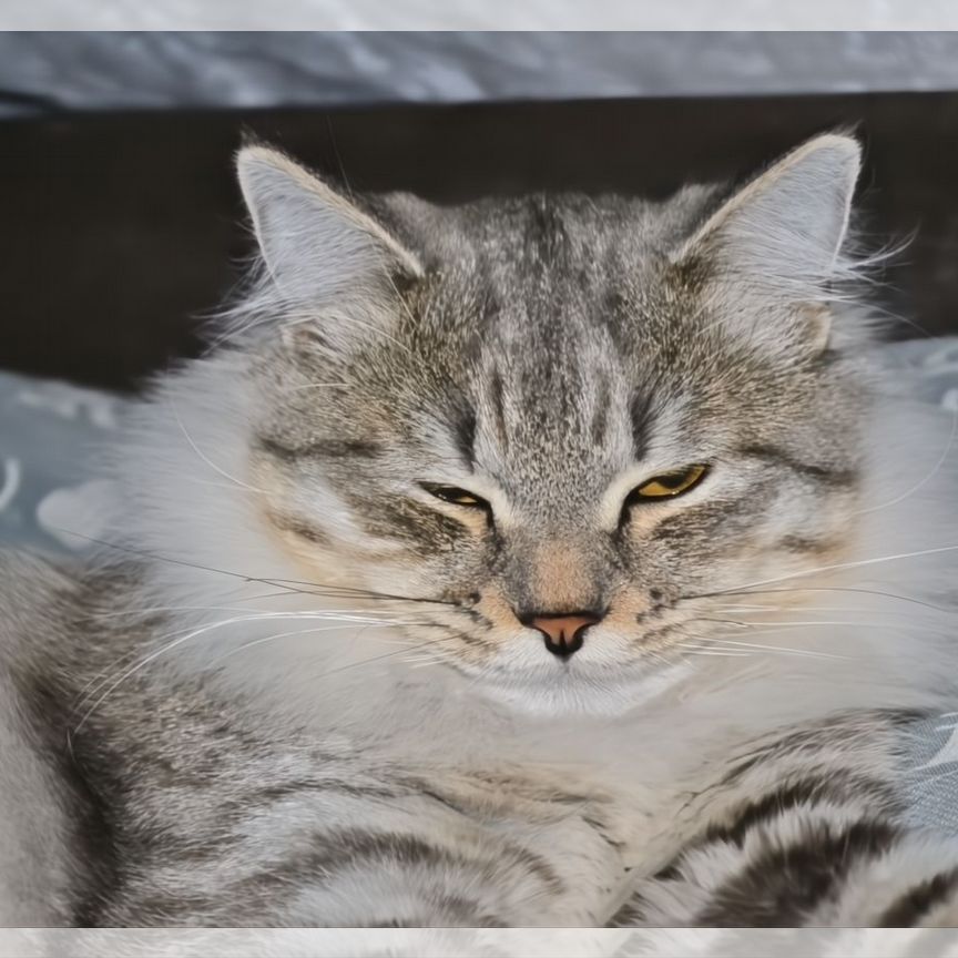 Шотландский прямоухий длинношёрстный котёнок