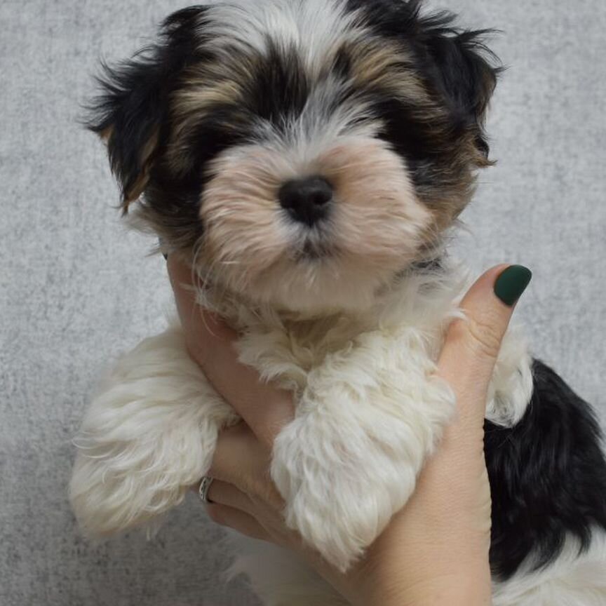 Йоркширский терьер, щенок