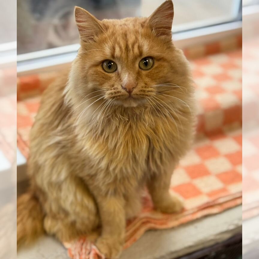 Взрослый кот в добрые руки