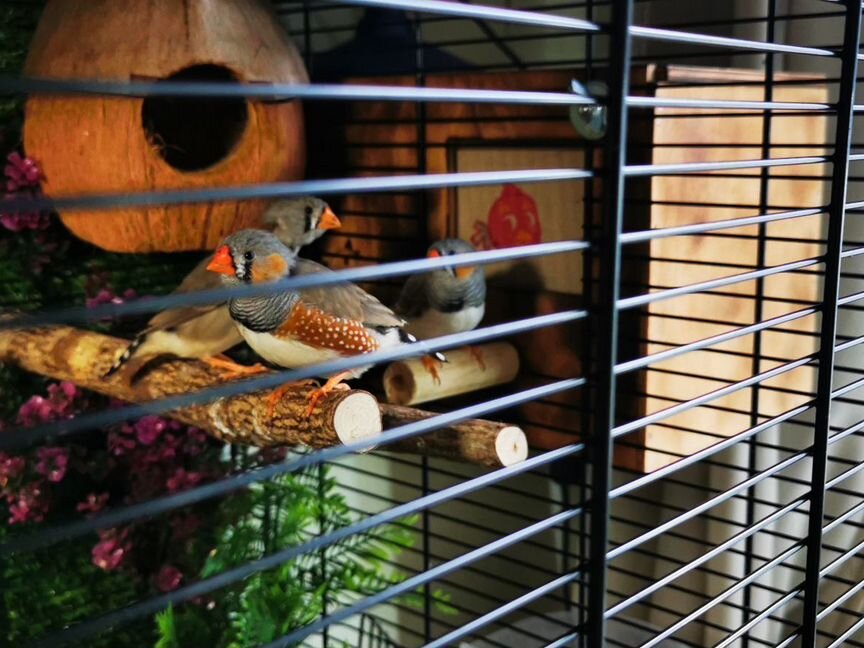 Зебровые Амадины бесплатно