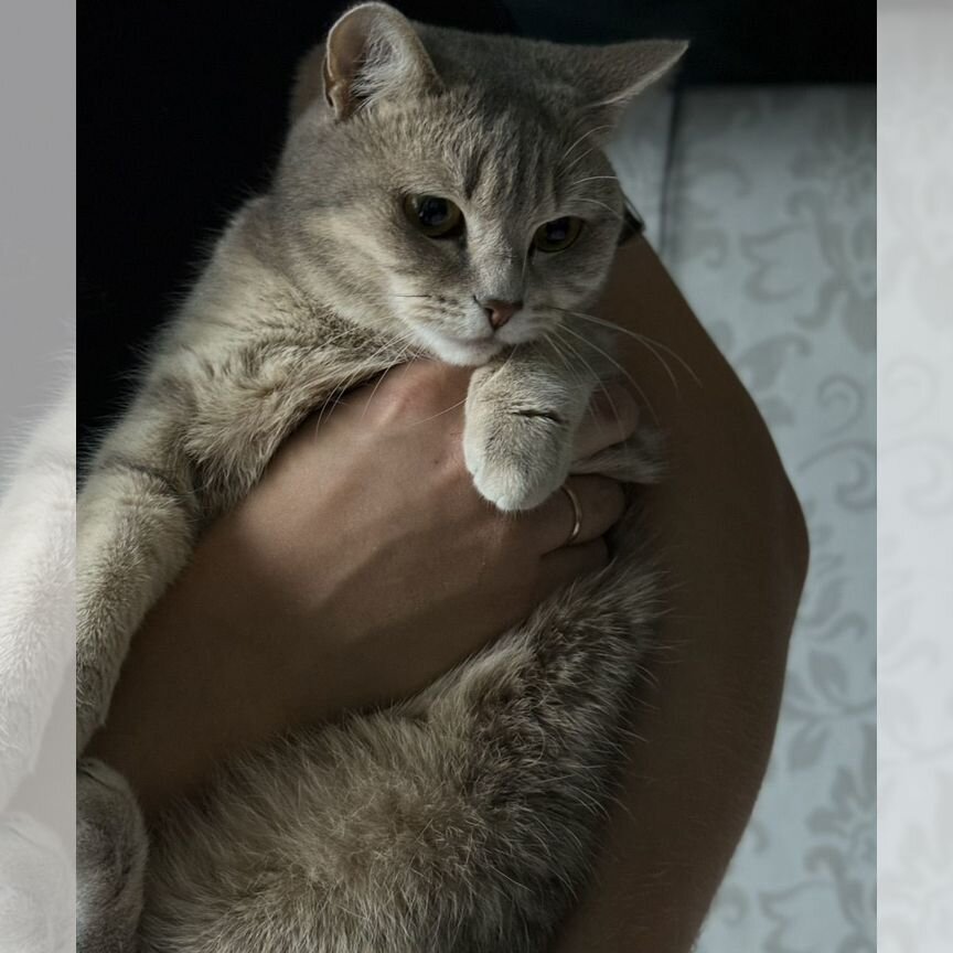 Взрослая кошка в добрые руки