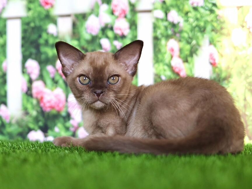 Котенок бурма