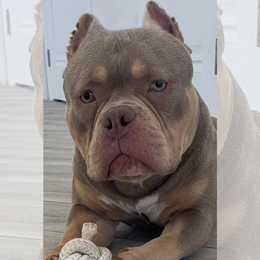 Американский булли покет вязка