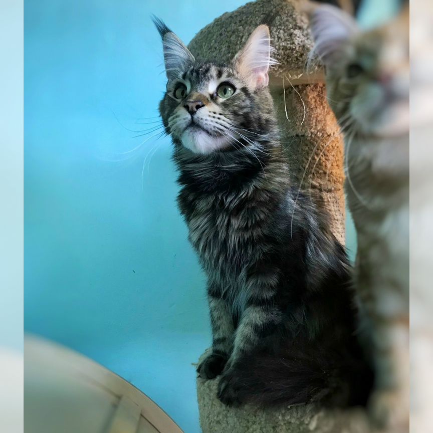 Мейн-кун котёнок