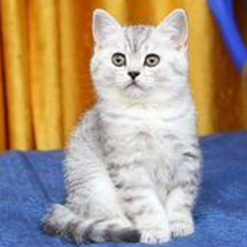 Красавчик серебристая шиншилла