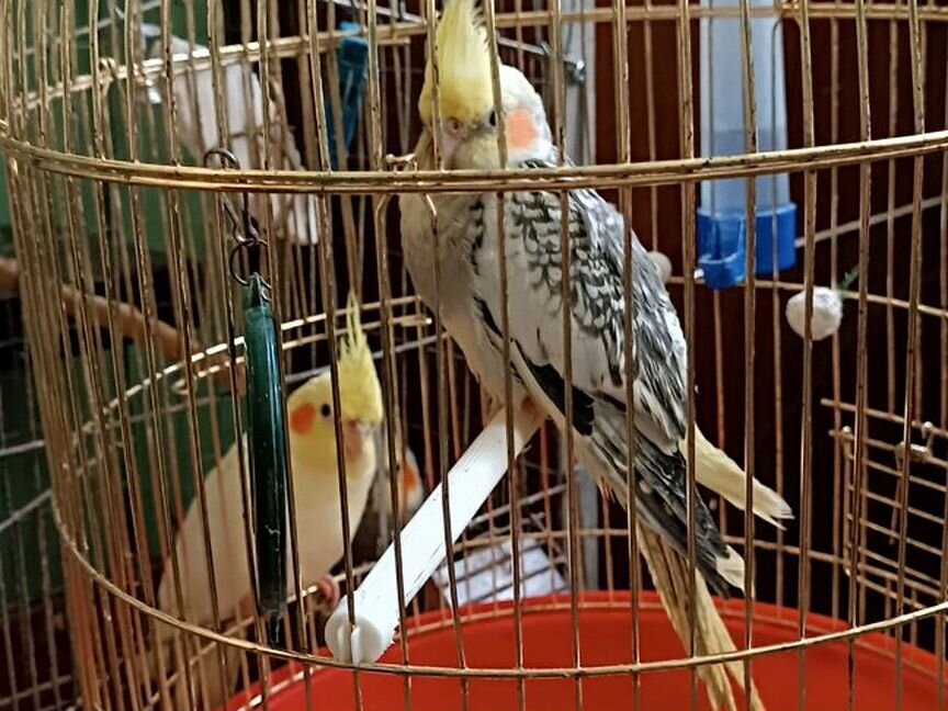 Папугаи Корела