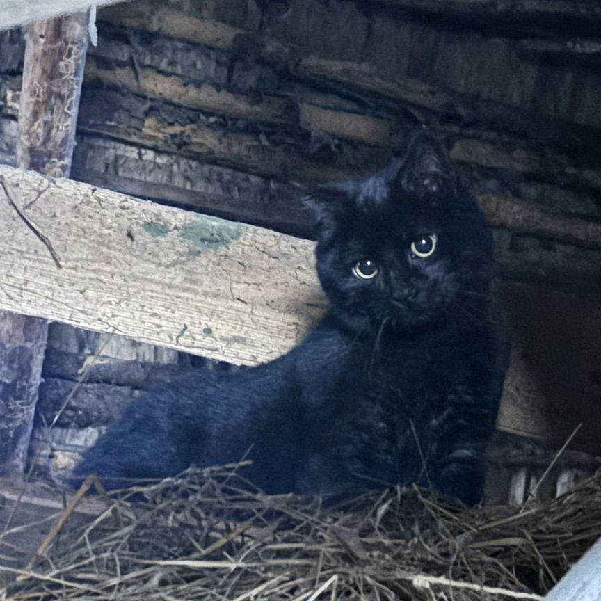 Котята от кошки крысоловки, кротоловки, птицеловки