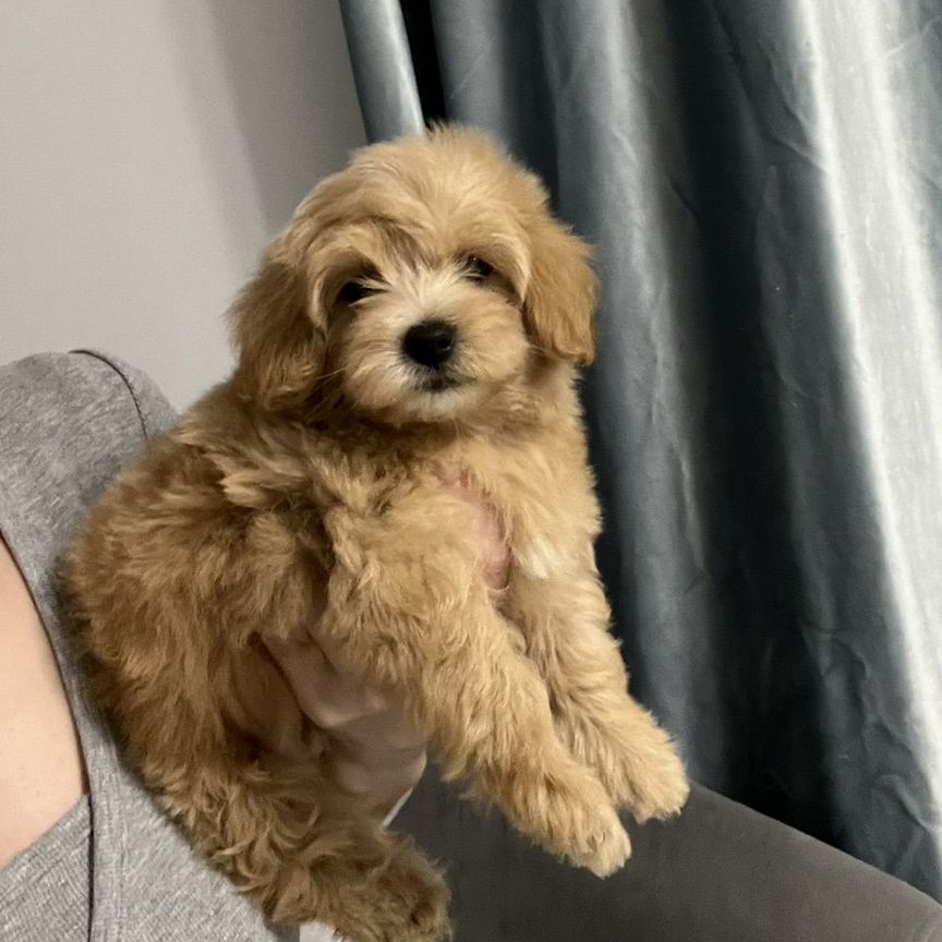 Мальтипу, щенок