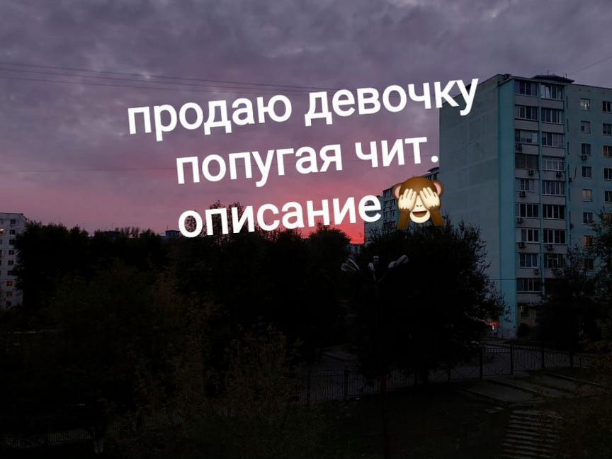 Попугай корелла