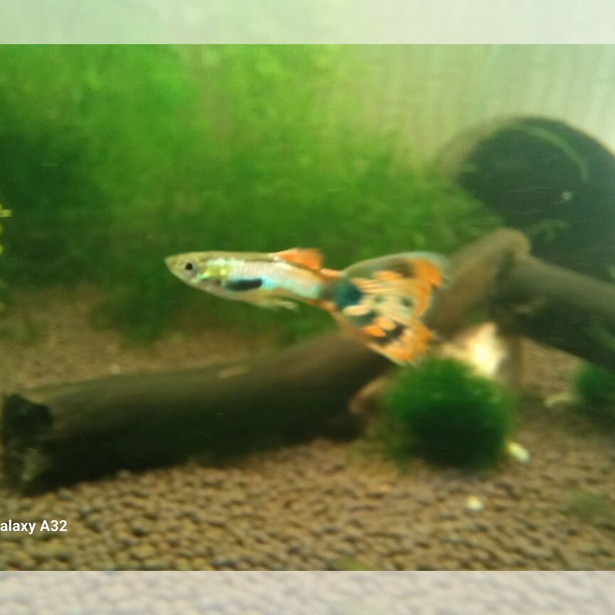 Креветки и мальки гуппи