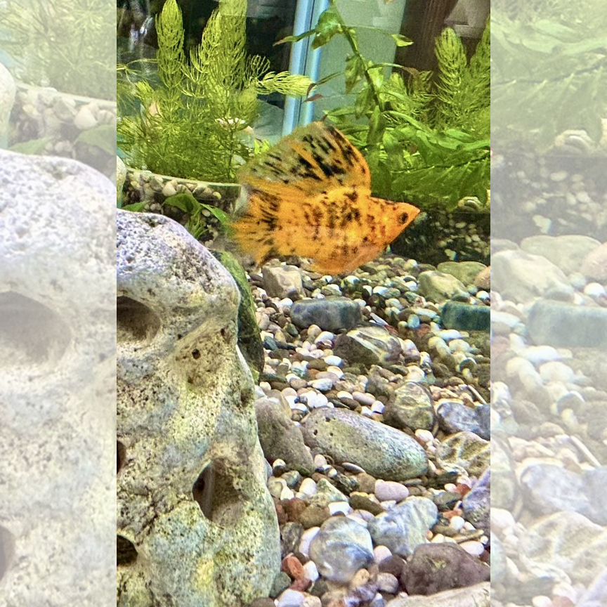 Моллинезия Баллон Велифера Подростки