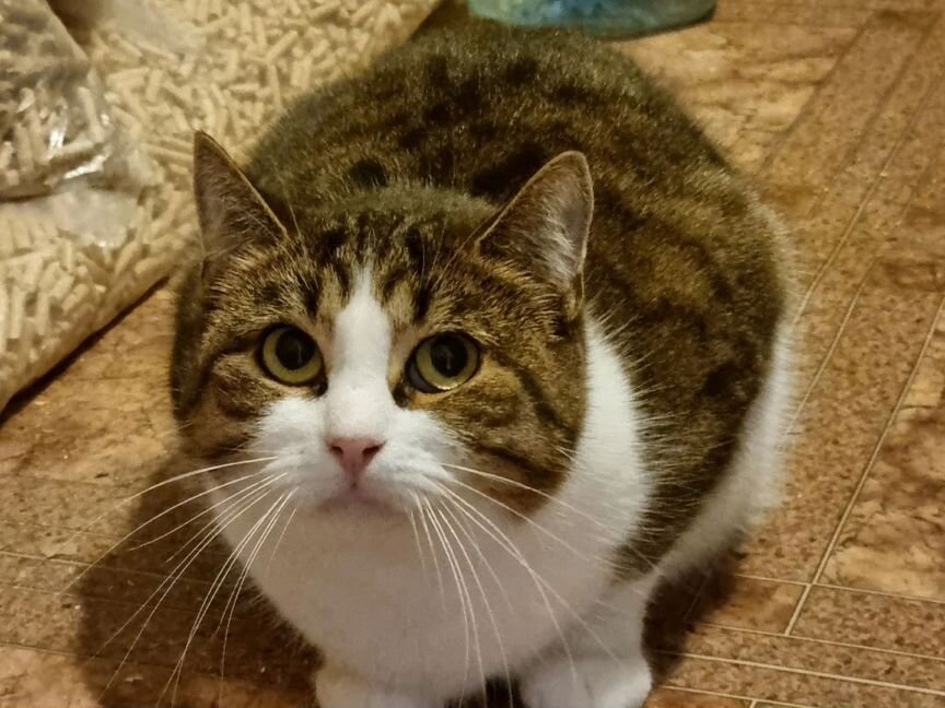 Кошка в приюте