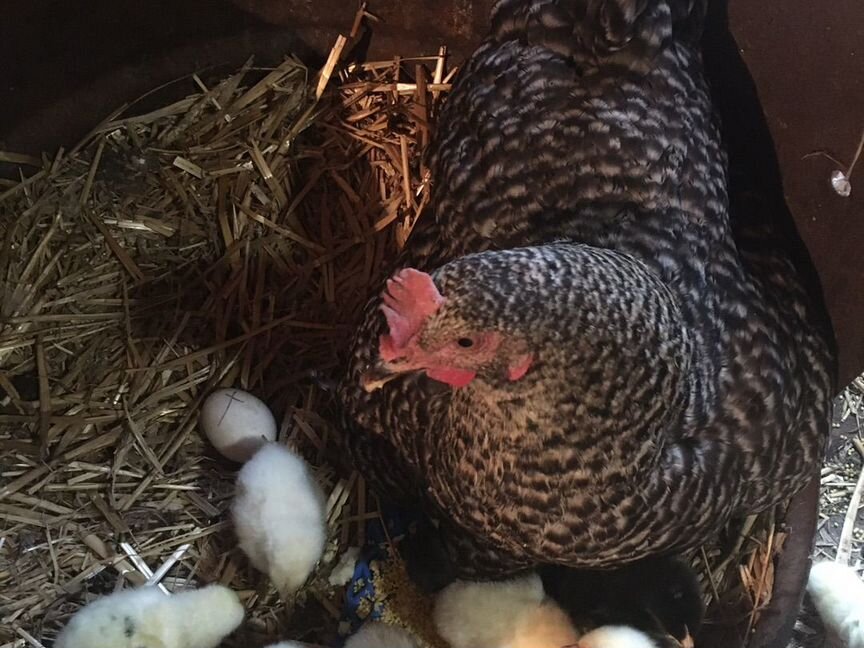 Клушка с цыплятами