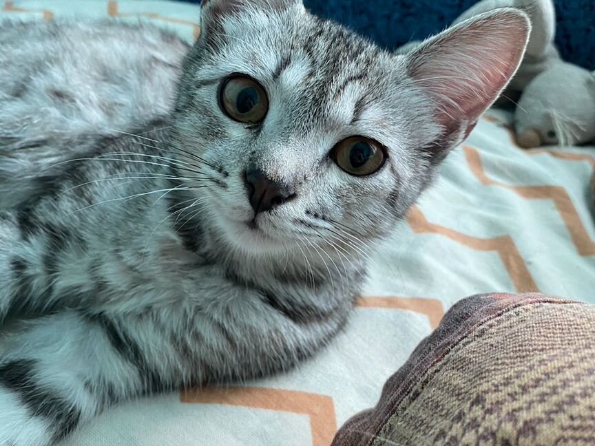 Котик в добрые руки