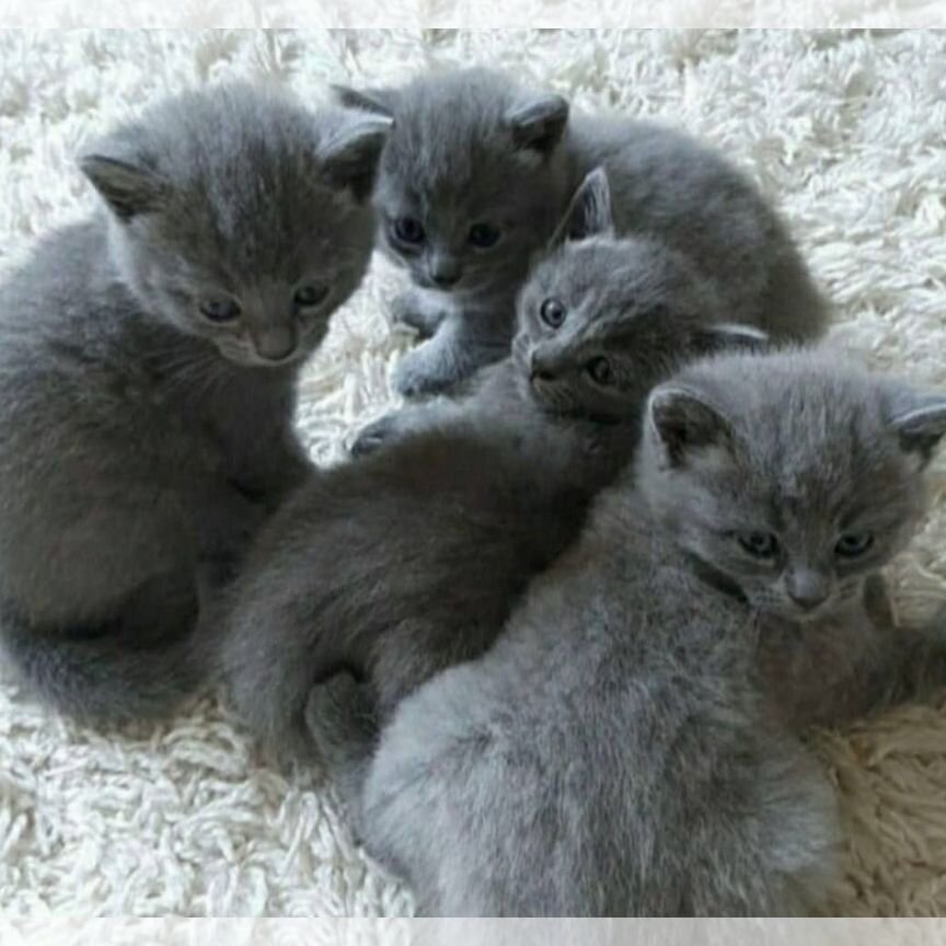 Русский голубой котёнок