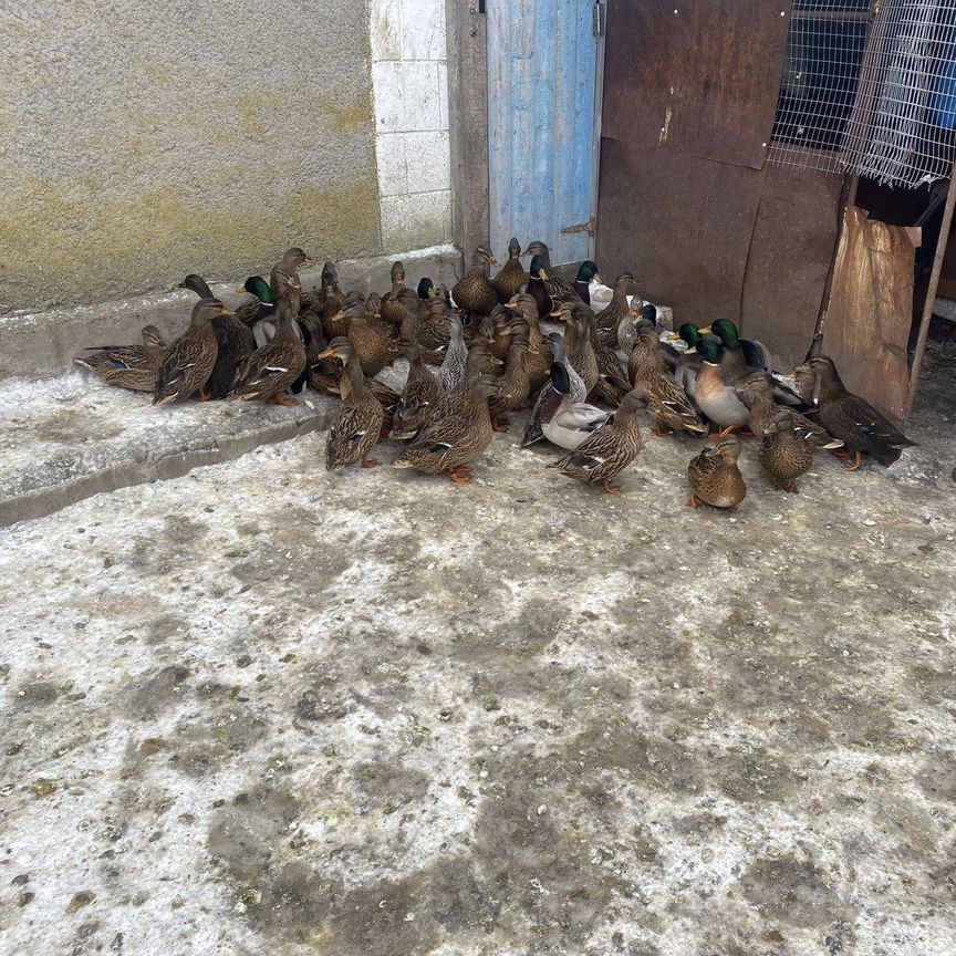 Подсадные утки для охоты