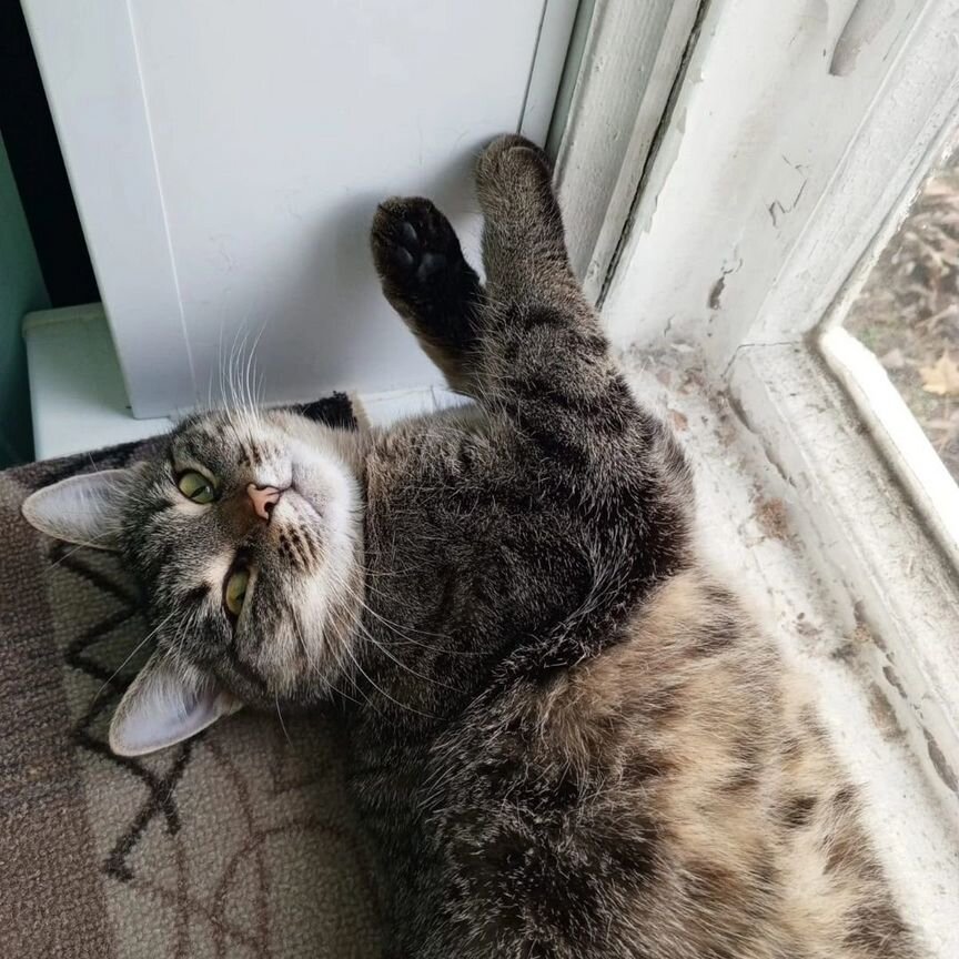 Мотильда ищет дом