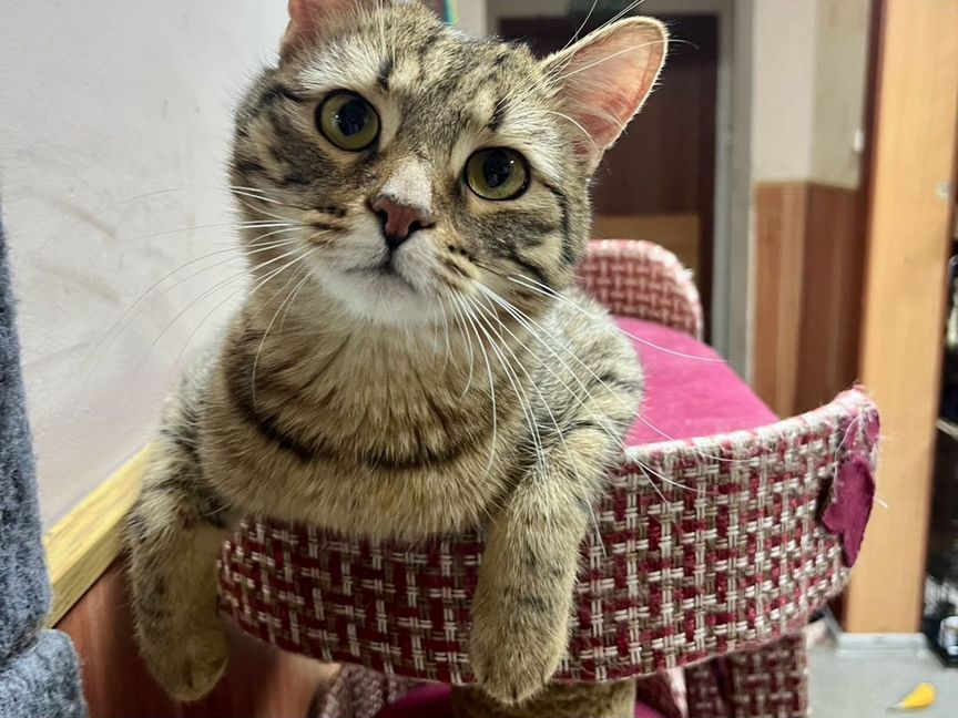 Котик Чип в добрые руки