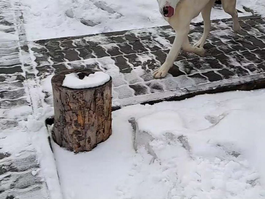 Собака алабай