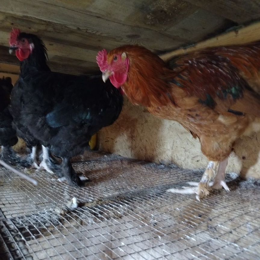 Домашняя птица